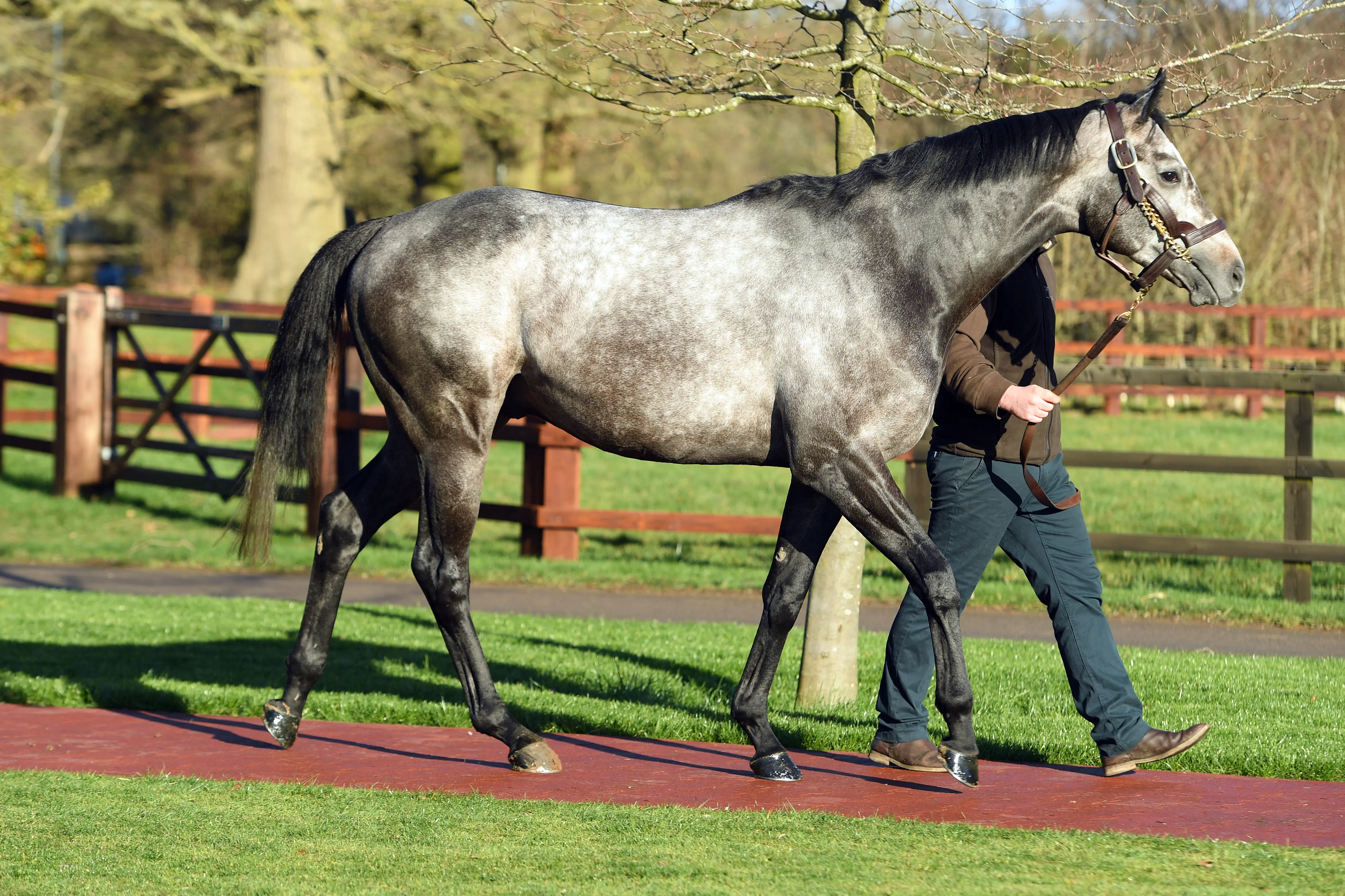 Love is in the air: Roaring Lion ready to launch stallion career on ...