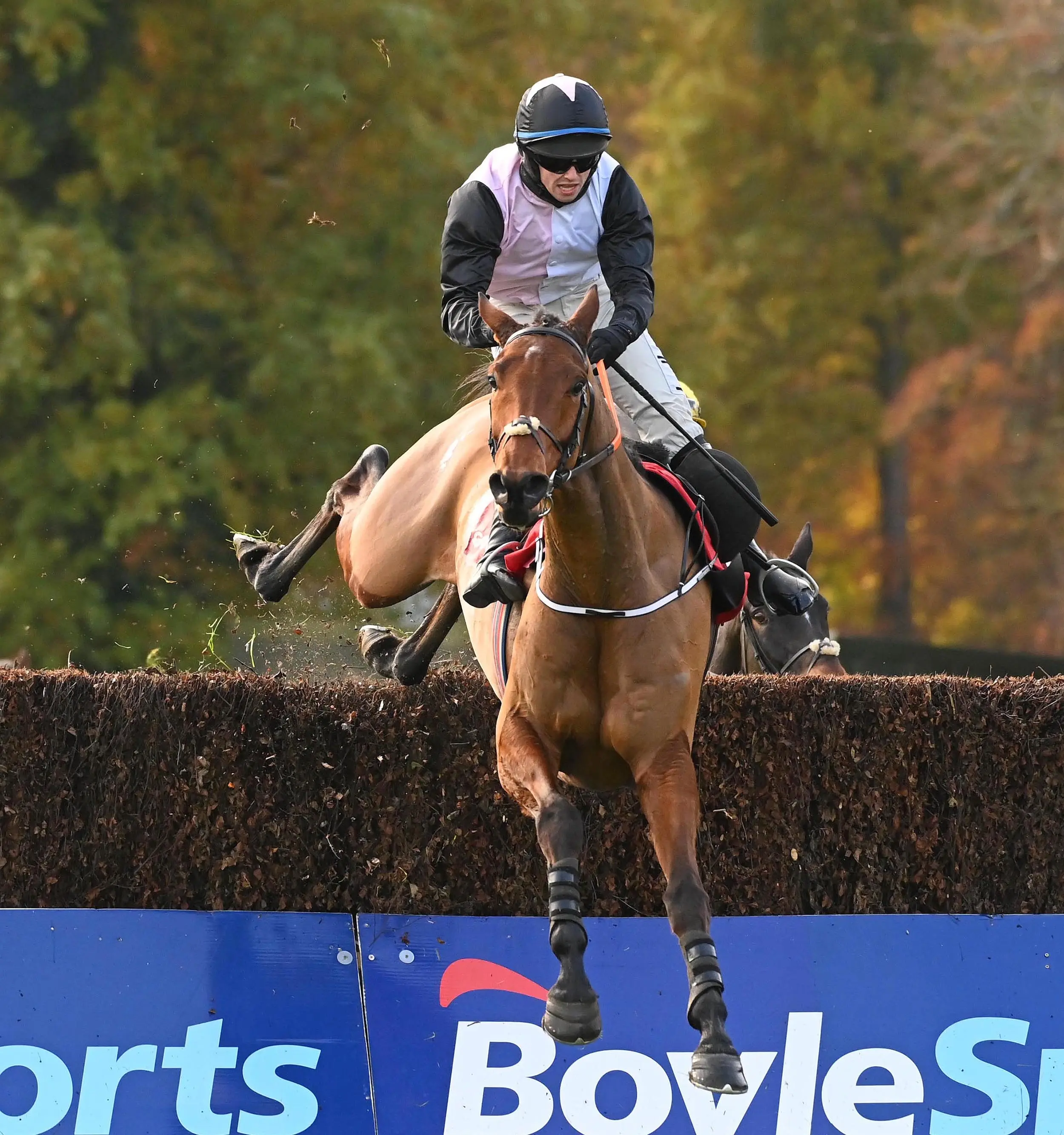 De Bromhead set to unleash Bob Olinger at Punchestown on Sunday