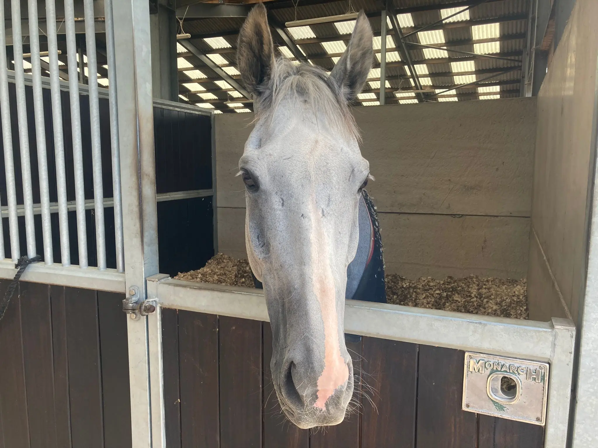 War Lord doing "everything we want" ahead of Haldon Gold Cup