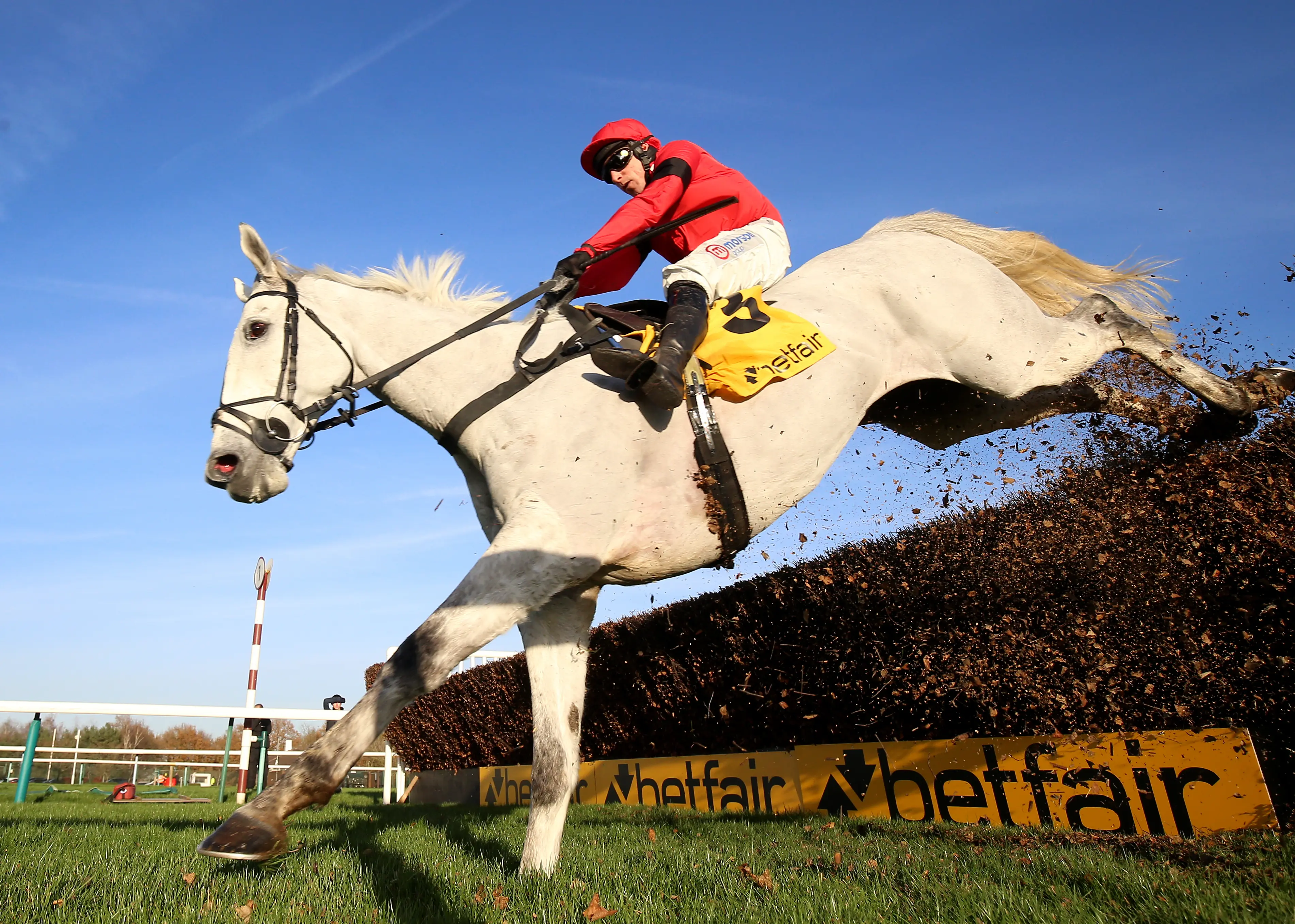 Nicholls says Grey Dawning is a certainty in Cotswold Chase