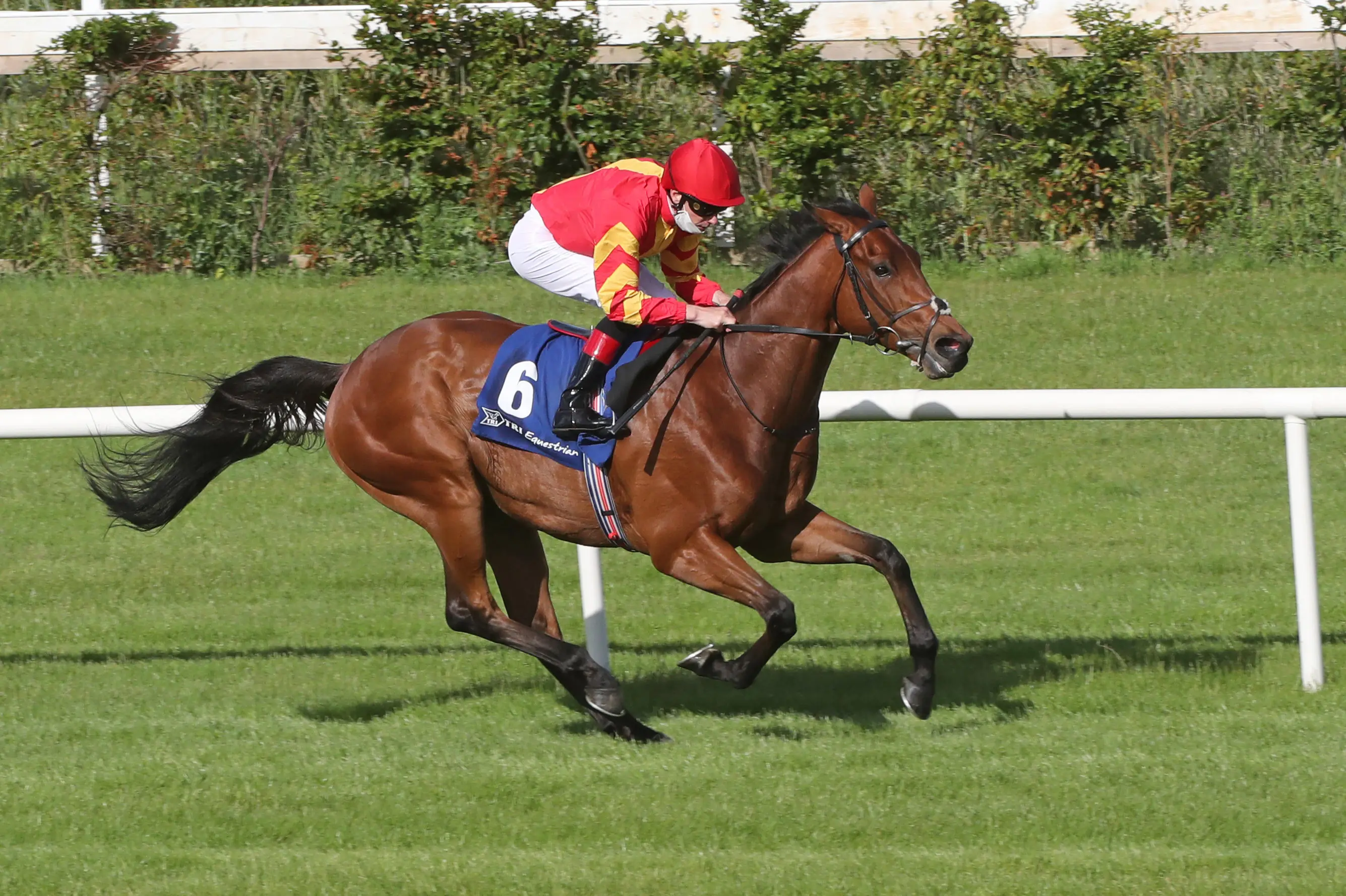 Patrick Sarsfield takes step up to Group company in stride at Leopardstown