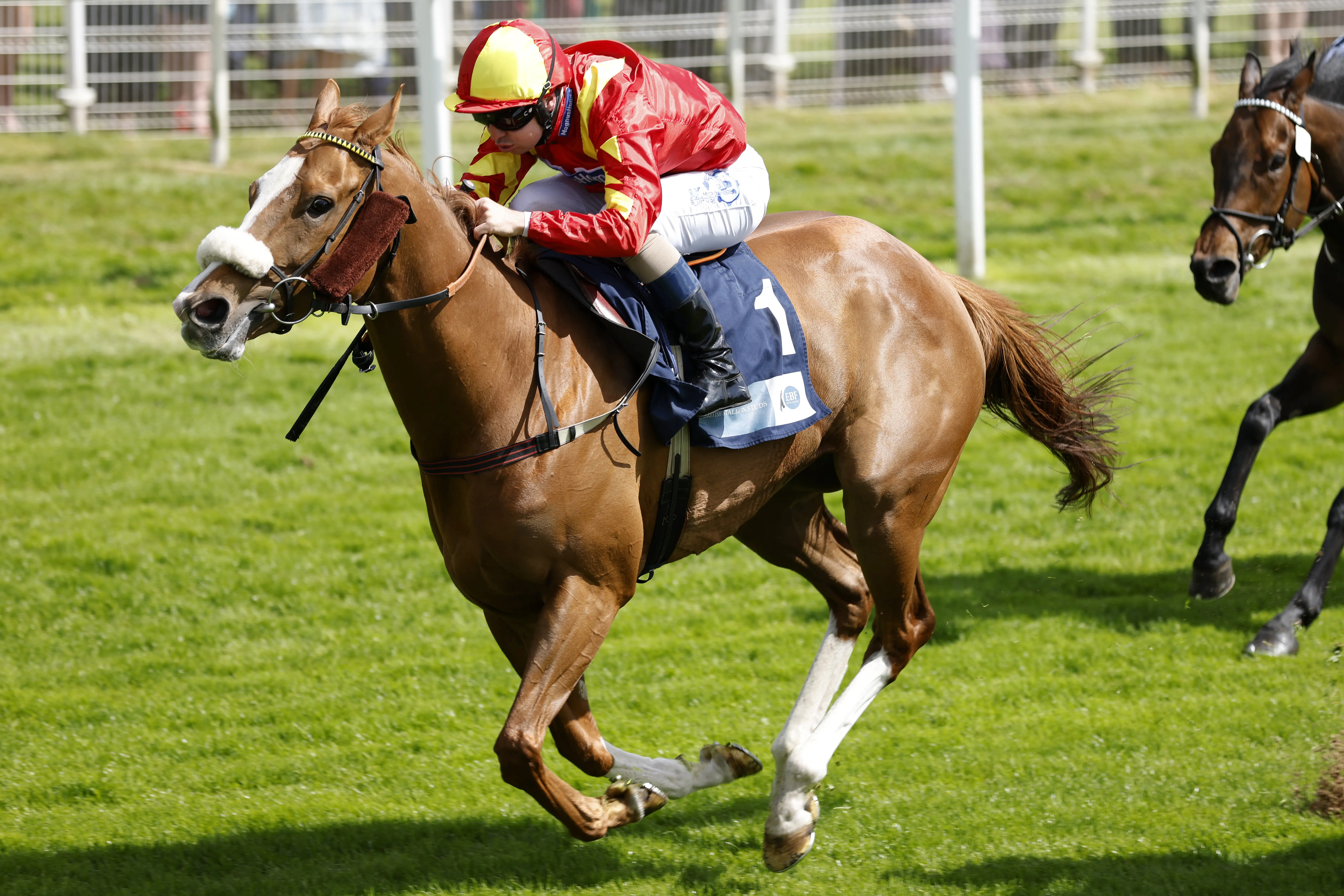 Ayr preview: Gale Force Maya out to continue winning spree