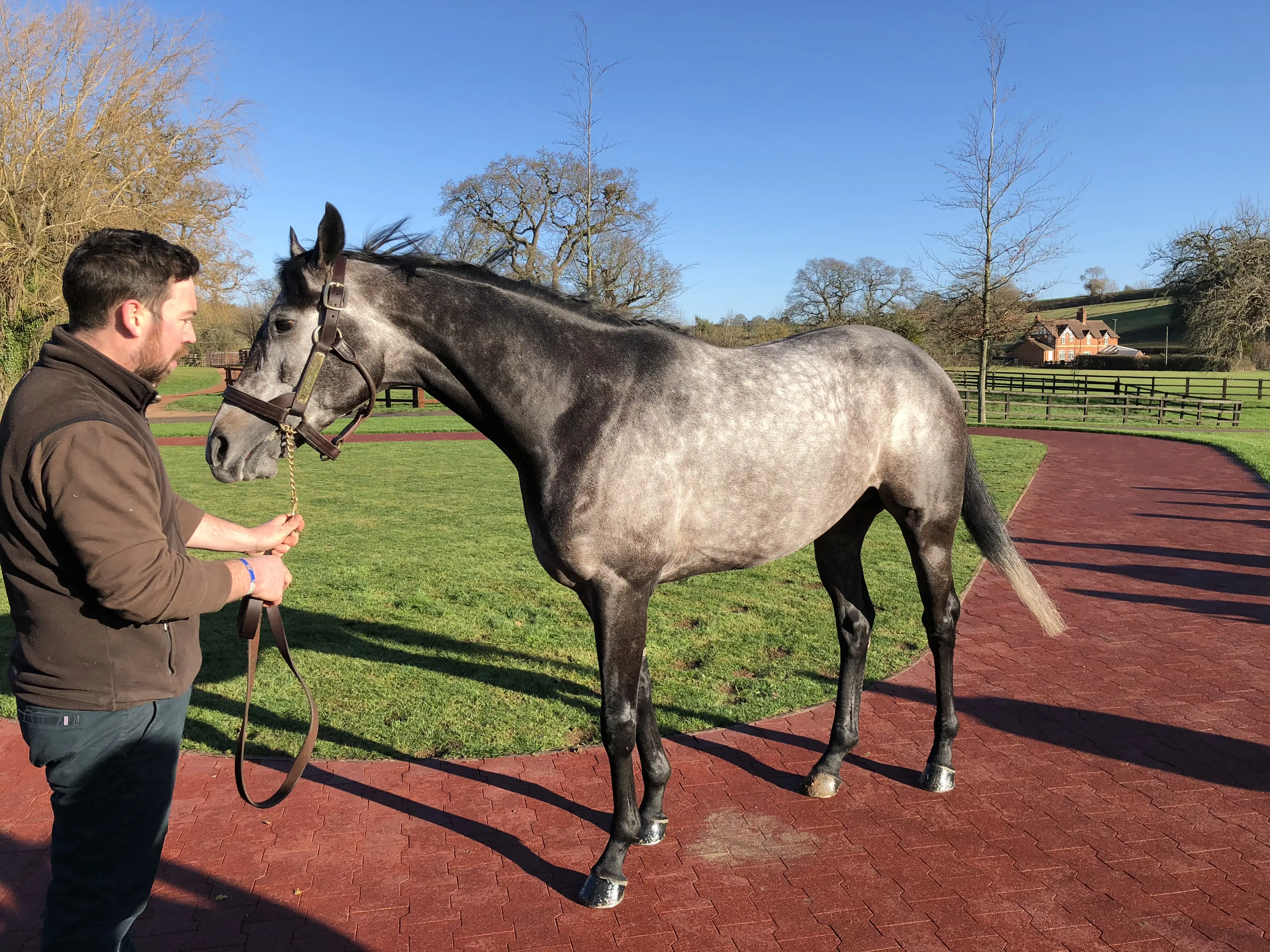 Love is in the air: Roaring Lion ready to launch stallion career on ...