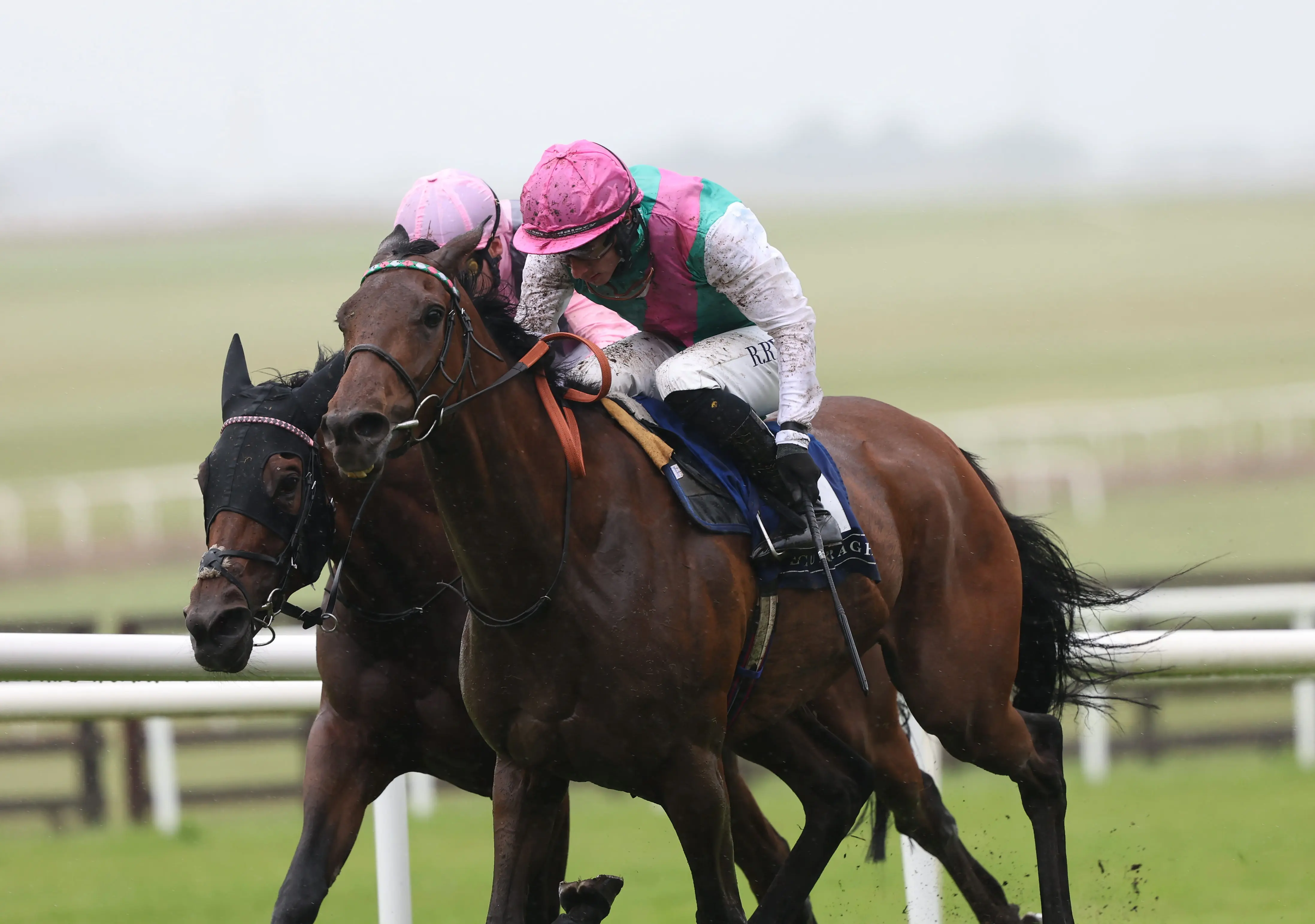 Bluestocking added to Arc field