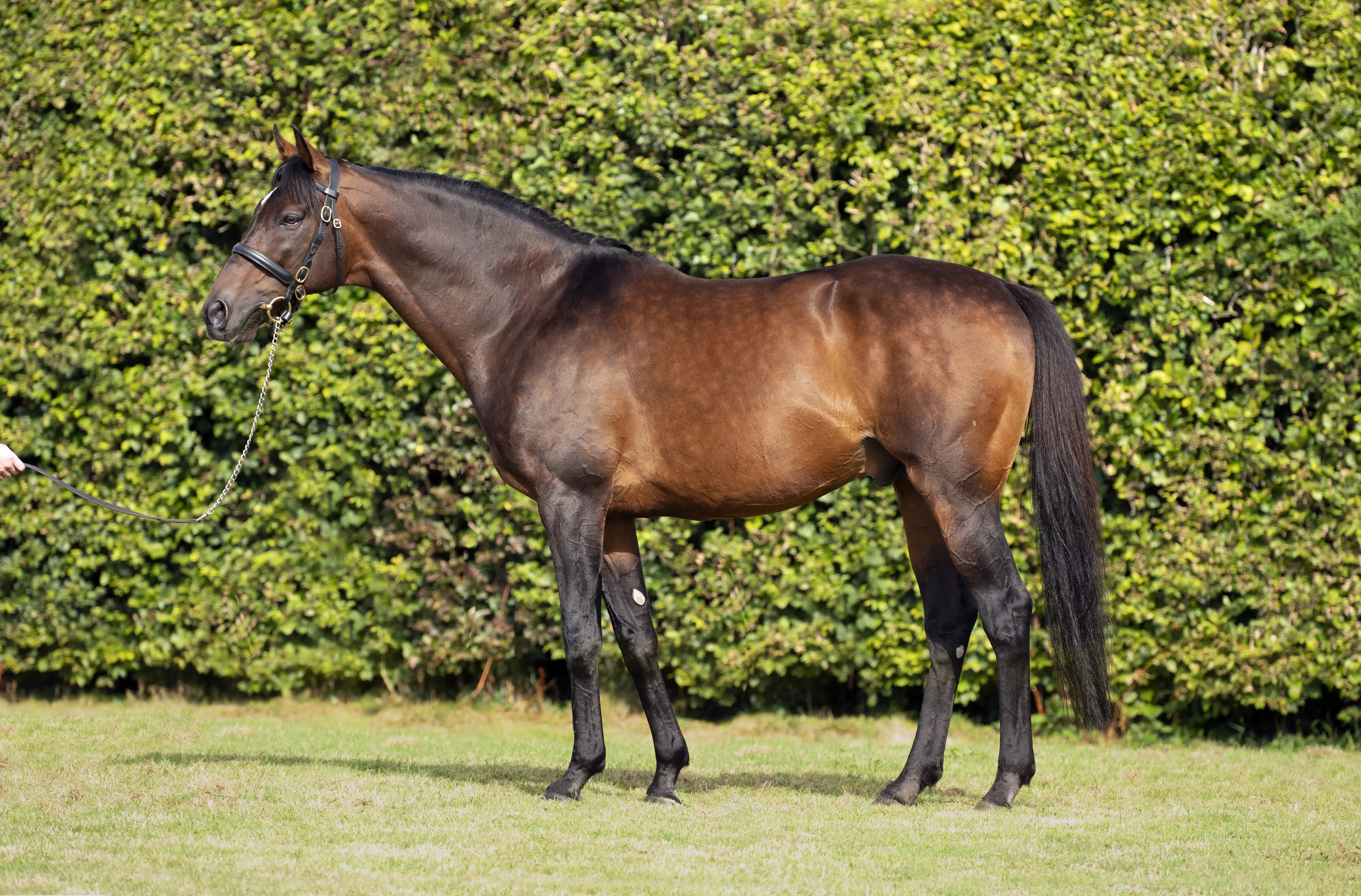 Return of Mares shows popularity of Order Of St George keeps growing