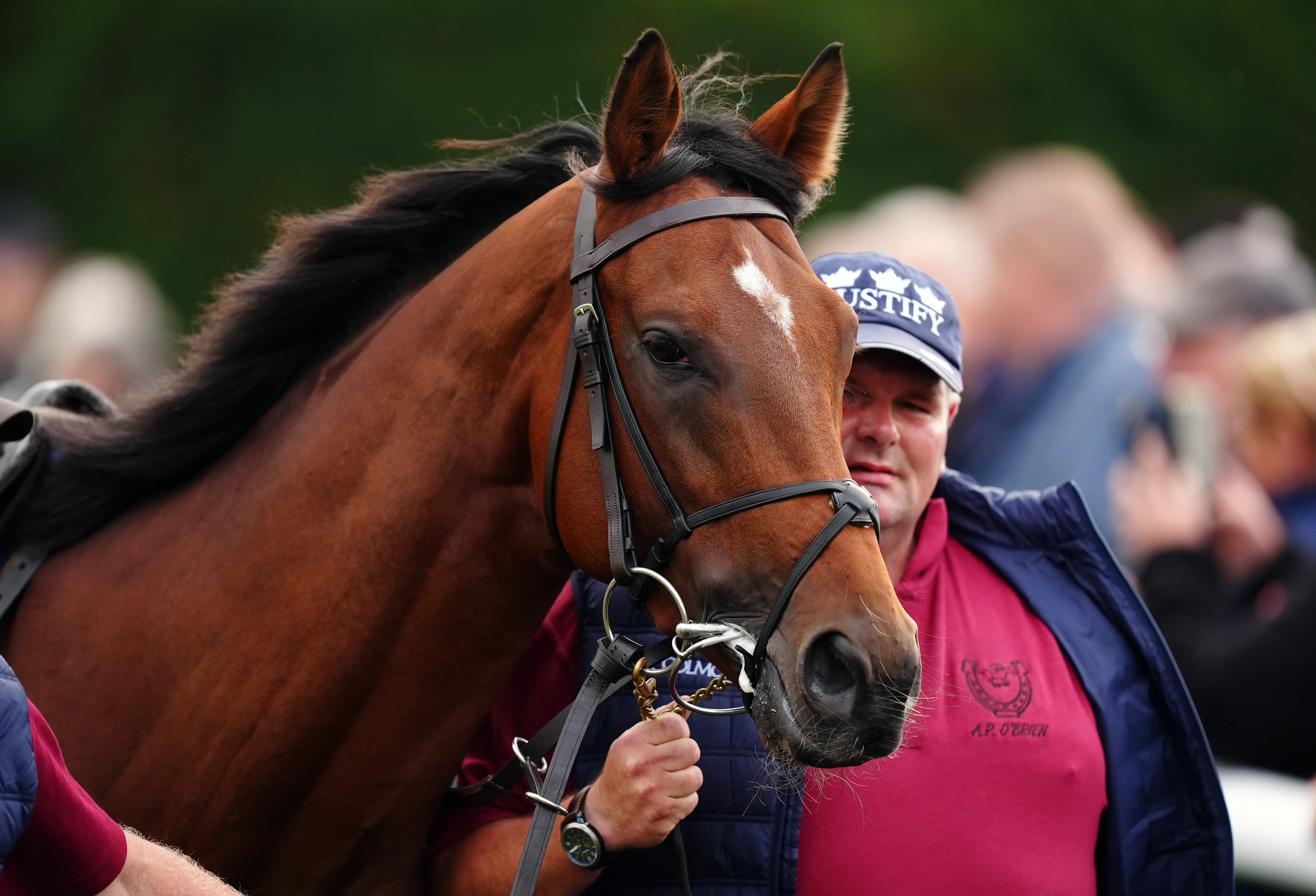 Stallions star in Ireland despite weather challenges